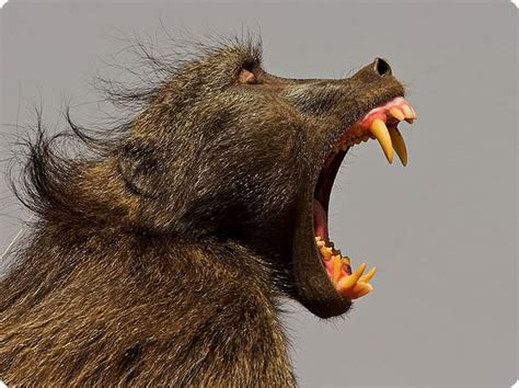 Sneaky Thief Caught In The Act Baboon Snarling Baboon Showing Teeth