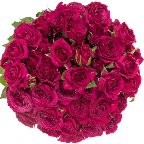 Rose Verzweigt Lila Cheyenne 4blüte 50cm Rosen Tros Import Heyl