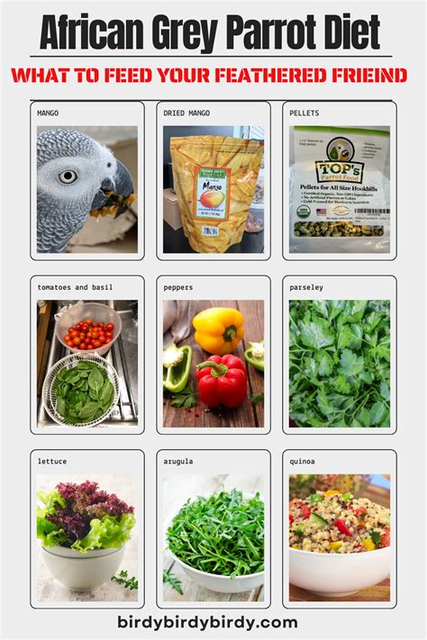Sun Conure Food List Best Ideas To Keep Them Healthy Sun Conure Care