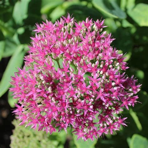 Stonecrop Flower
