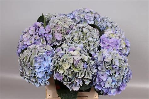 Hydrangea Magical Opal Classic Lavender Hydrangea Opal Lavender