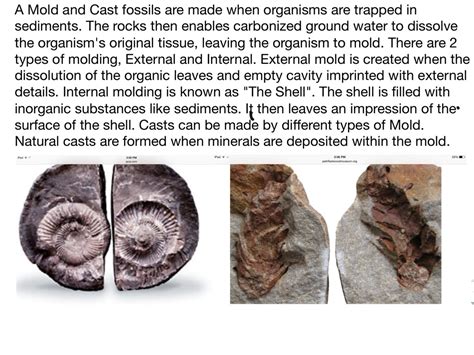 Mold Vs Cast Fossil