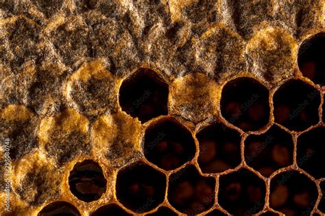 Honeycomb With Honey And Pollen Sweet And Natural Honey Inside The