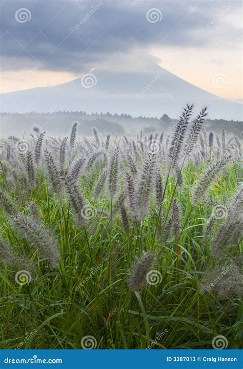 Foxtail Grass Iii Stock Image Image Of Mist Forest Golden 3387013