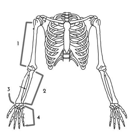 The Upper Limb Bio 214 Uwec Kettler Flashcards Quizlet