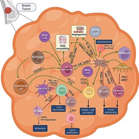 Crosstalk Between Different Cell Types In The Tumor Microenvironment