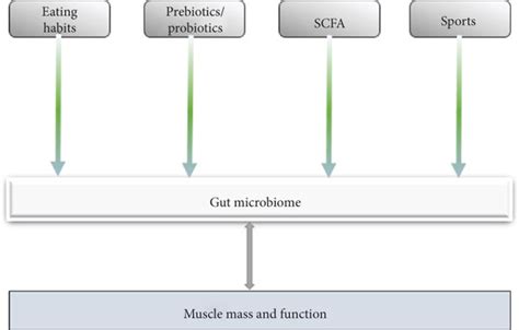 Diet Exercise Prebioticsprobiotics And Scfa Supplementation Can Download Scientific Diagram