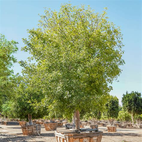 Arizona Ash Fast Growers Moon Valley Nurseries