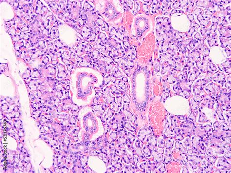 Histology Of Human Tissue Show Epithelial Tissue And Connective Tissue