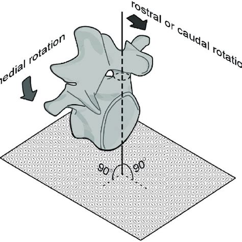 Schematic Diagram Of Positioning The Longitudinal Axis Of The Target