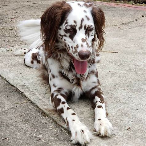 Long Haired Dalmatian
