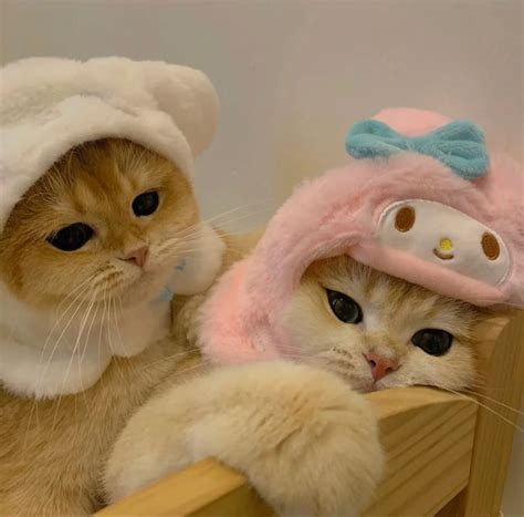 Hello Kitty Cats Cute Cat Sanrio Sanrio Cats