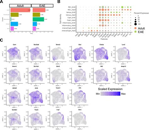 Figures And Data In Single Cell Transcriptomics Reveals Functionally Specialized Vascular