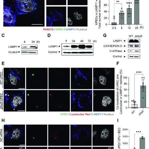 Upec Persist In Bladder Epithelial Cells A Prolonged Bacterial Burden