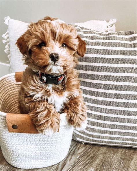 Daily Love By Cash The Golden Cavapoo Artofit