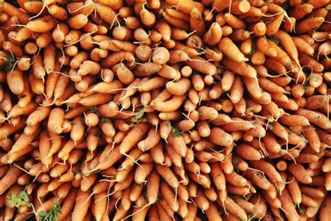 Karotte Bilder Bläddra Bland 21358 Stockfoton Vektorer Och Videor