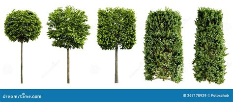 Collection Of Beautiful Urban Trimmed Trees Isolated On White