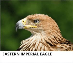 Eastern Imperial Eagle Key Facts To Know
