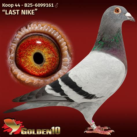 044 B25 6099161 Last Nike” ♂ De Duif