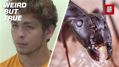 Red Eyed Zombie Bugs Emerge Hungry For Sex After 17 Year Slumber — And