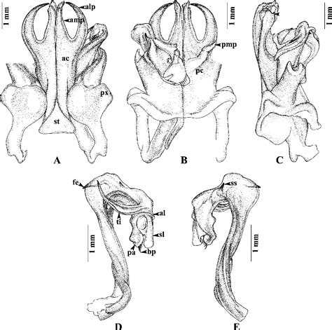 Figure 19 From A Revision Of The Thyropygus Allevatus Group Part 1