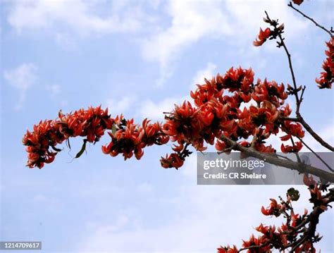 Palash Tree Photos And Premium High Res Pictures Getty Images