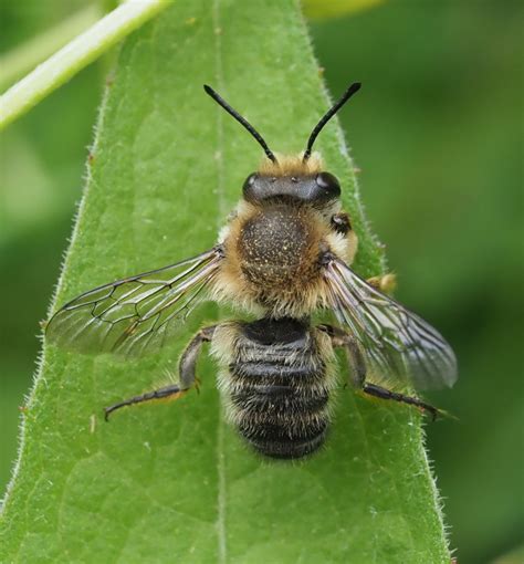 Leaf Cutter Bees Uk Identification