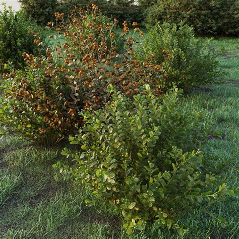 Gingko Scenes 3d Model Cgtrader