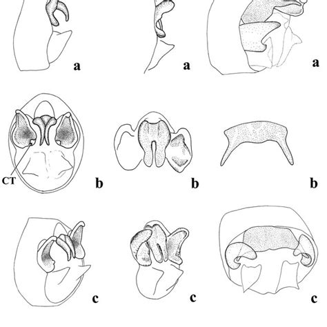 Male Caudal Appendages A Lateral View B Posterior View C