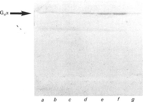 Figure Represent The Difference Between Total And Nonspecific Binding Download Scientific