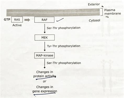 Ras Map Kinase Pathway Biologyislove