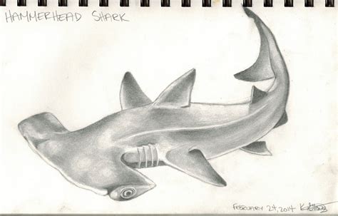 My Drawing Of A Hammerhead Shark Shark Drawing Shark Drawing Easy