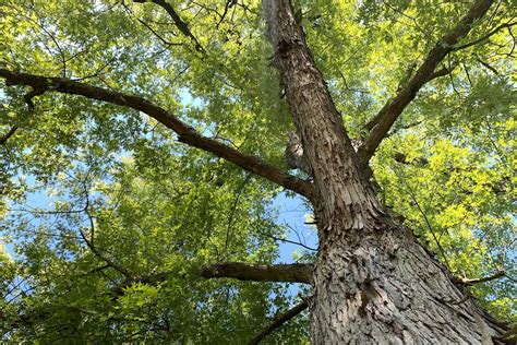 Is Silver Maple Considered A Hardwood