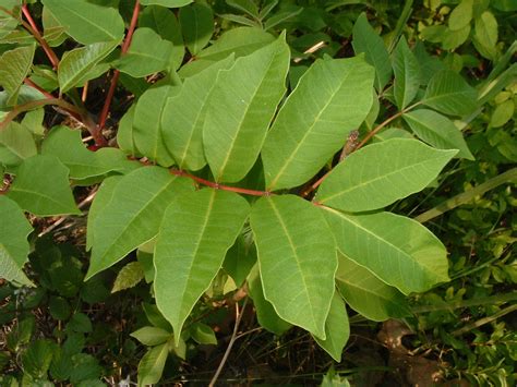 Poison Sumac Facts At Arthur Mcgee Blog