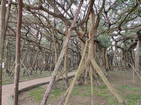 Widest Banyan Tree In The World The Mighty Banyan Tree Can Walk And