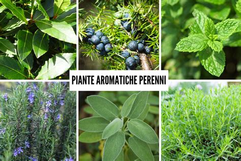 Piante Aromatiche Perenni 6 Tipi Da Coltivare Tutto Lanno