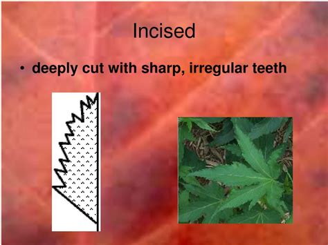 Ppt Leaf Identification Powerpoint Presentation Free Download Id
