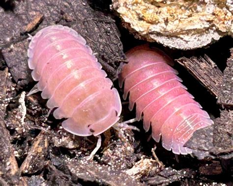 Exotic Isopods For Sale Uk Richards Inverts