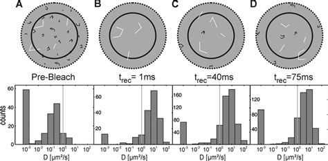 Statistical Analysis Of Lck Yfp Trajectories The Top Row Shows A