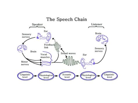 Phoneticsanatomy Study Guide Comd 241 Ppt