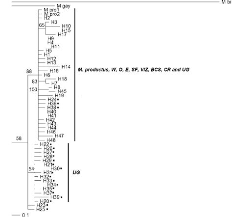 Bayesian Tree Analysis Based On The Combined Fragment Haplotypes With