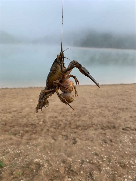 Strijd Tegen Het Gespuis Onder Water Jorus Bart Kwo