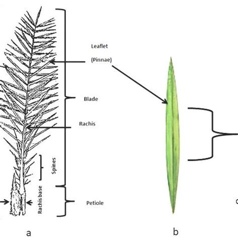 The Morphology Of Date Palm Leaf A From Zaid And Arias Jiménez
