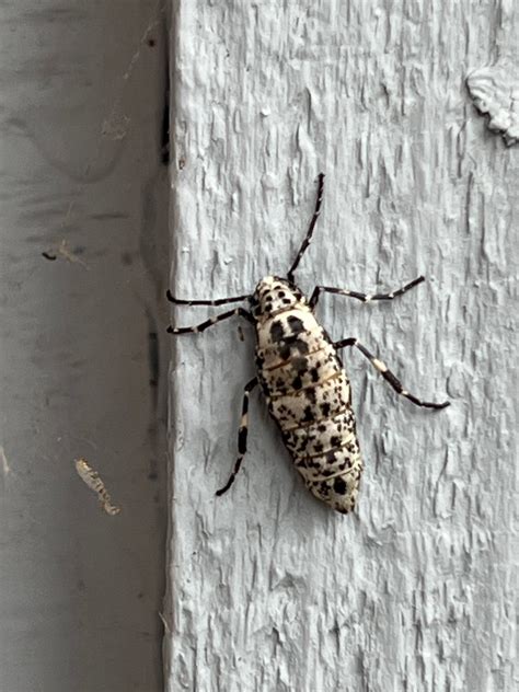Tiny Moth It Lives In The Bathroom At My Work And Looks Like A Fly Unless You Get Really Close