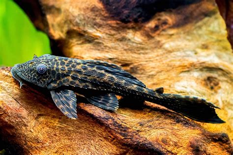 Sucker Fish Species Info Pictures And Care Guide