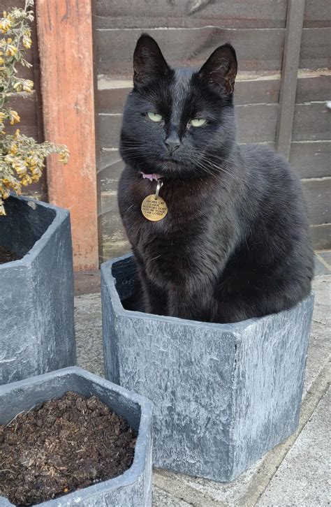 Void Foliage Scrolller