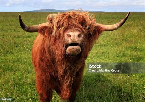 Vacas De Las Tierras Altas De Escocia Retratos De Ganado Bovino En