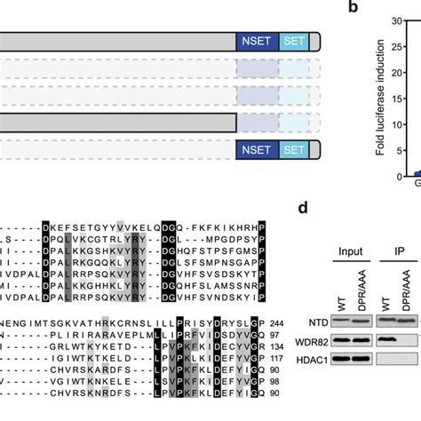 Set1 Complexes Support Gene Expression Through An Interaction With