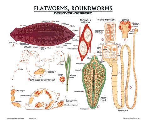 Roundworms Diagram