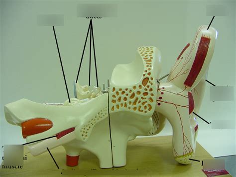 Ear Model 1 Labeled Diagram Quizlet